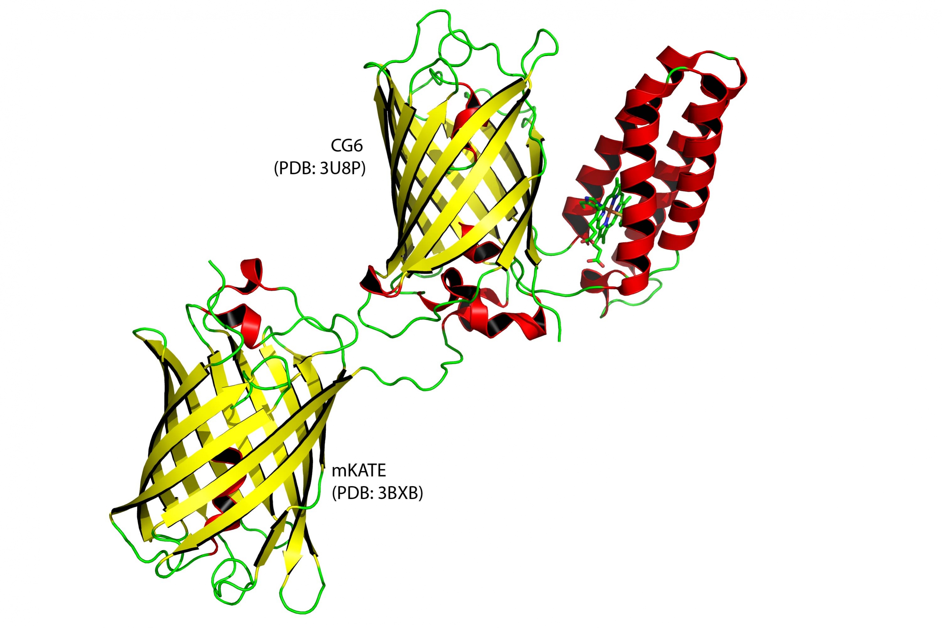Heme, a Poisonous Nutrient, Tracked by ‘Green Lantern’ Sensor | News Center