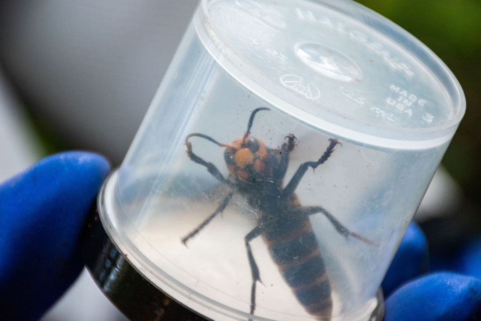 ‘Murder Hornet’ Eradication is Relief to US Honeybees | News Center